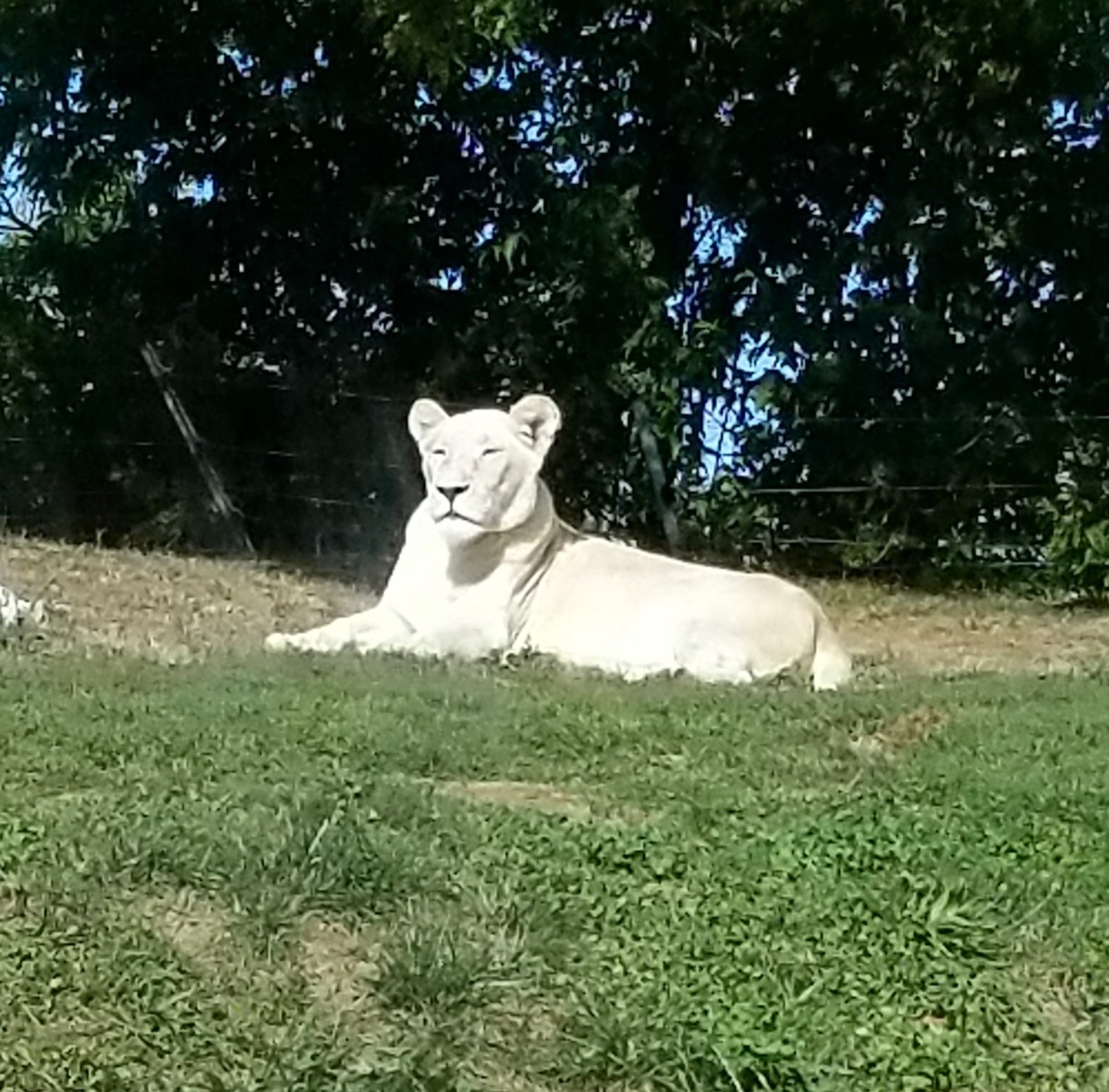 A Trip to the Metro Zoo – Carlynne Chatter